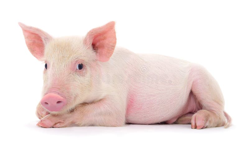 Pig on white stock image. Image of piglet, domestic - 112069665