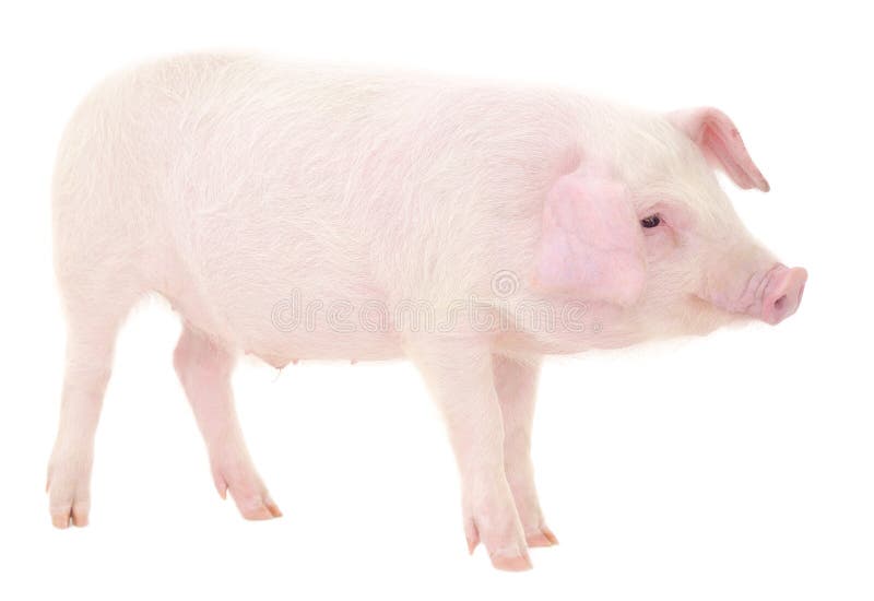 Pig on white stock photo. Image of domestic, white, color - 38684692