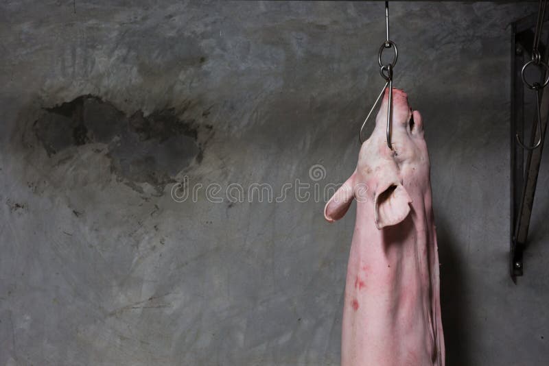 Pig Whole Body Hang with Hook Stock Image - Image of pigs, feet: 63168851
