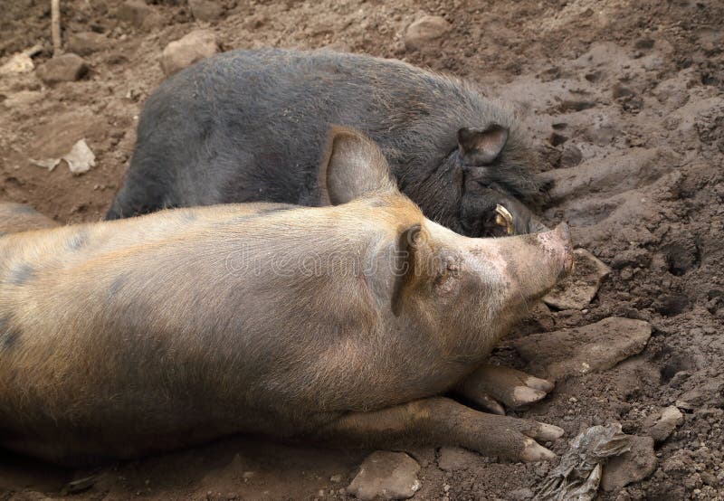 Pig and wild boar resting stock image. Image of head - 34490851