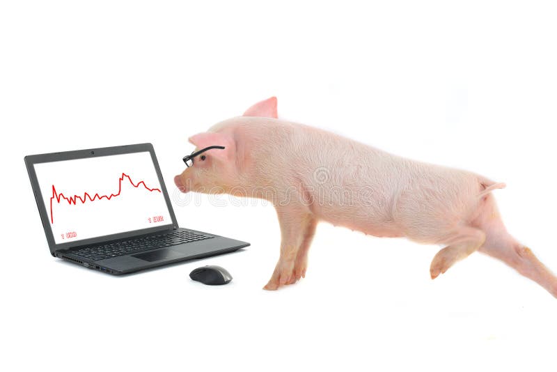 Pig works stock photo. Image of desk, communicate, coin - 61914642