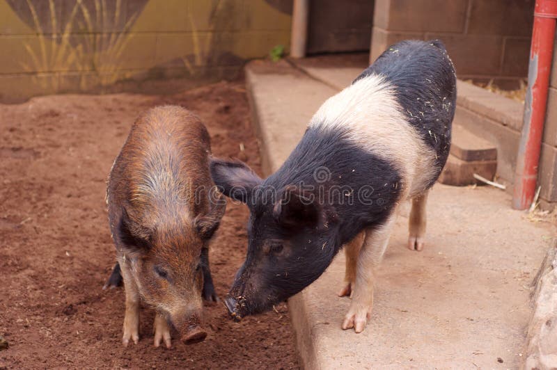 Pig in the zoo stock photo. Image of domestic, swine - 100405896