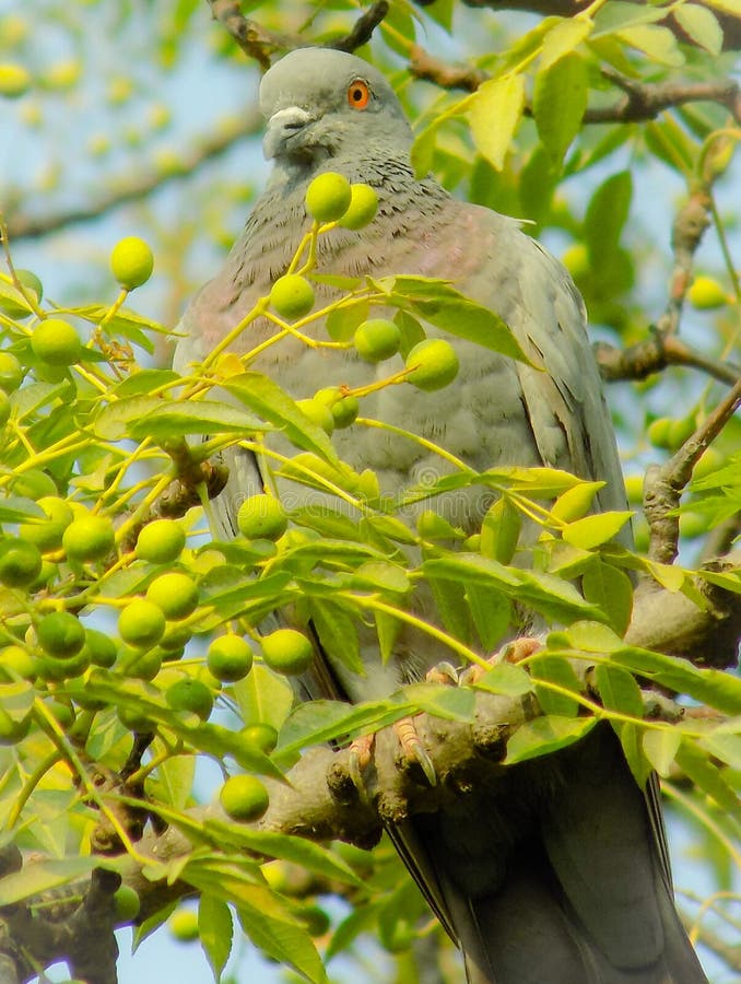 Pigen Stock Photos - Free & Royalty-Free Stock Photos from Dreamstime