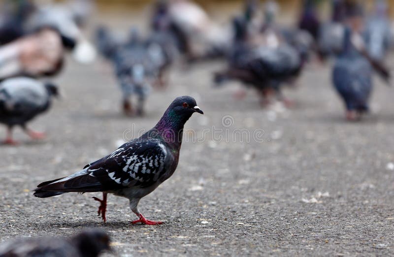 Pigeon stock photo. Image of wings, small, animals, beautiful - 16051504