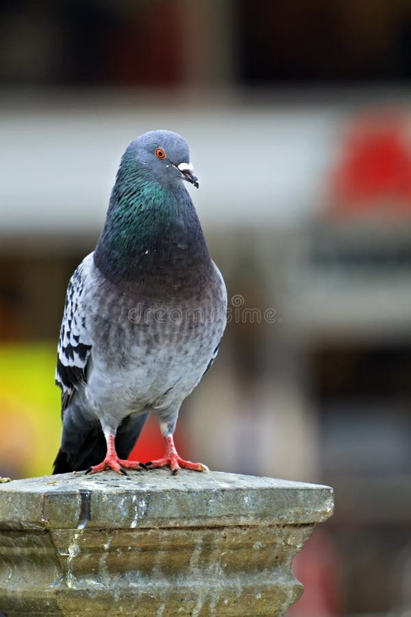Pigeon stock image. Image of natural, outdoor, wall, wildlife - 17863107