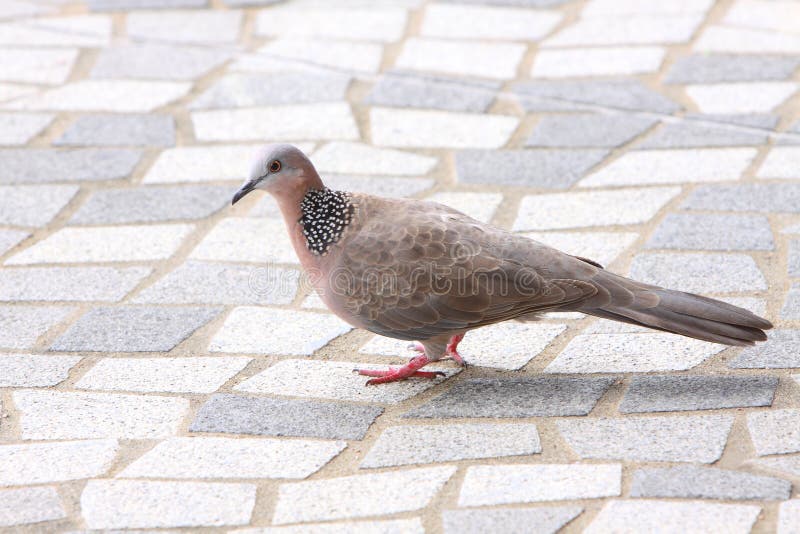 Hadida stock image. Image of hadida, green, grass, bird - 10182741