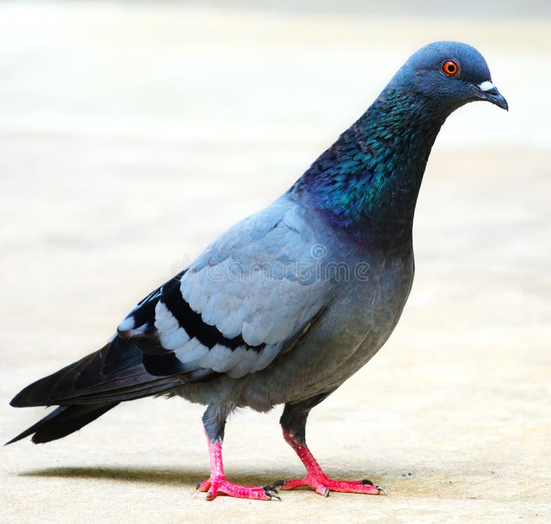 Pigeon stock photo. Image of sweet, little, small, birding - 22126152