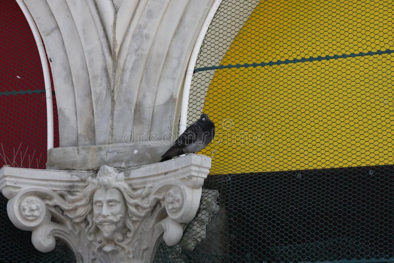 Pigeon stock image. Image of architecture, column, dove - 23446671