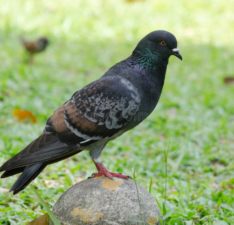 Pigeon stock photo. Image of pigeon, avian, dove, alone - 23680746