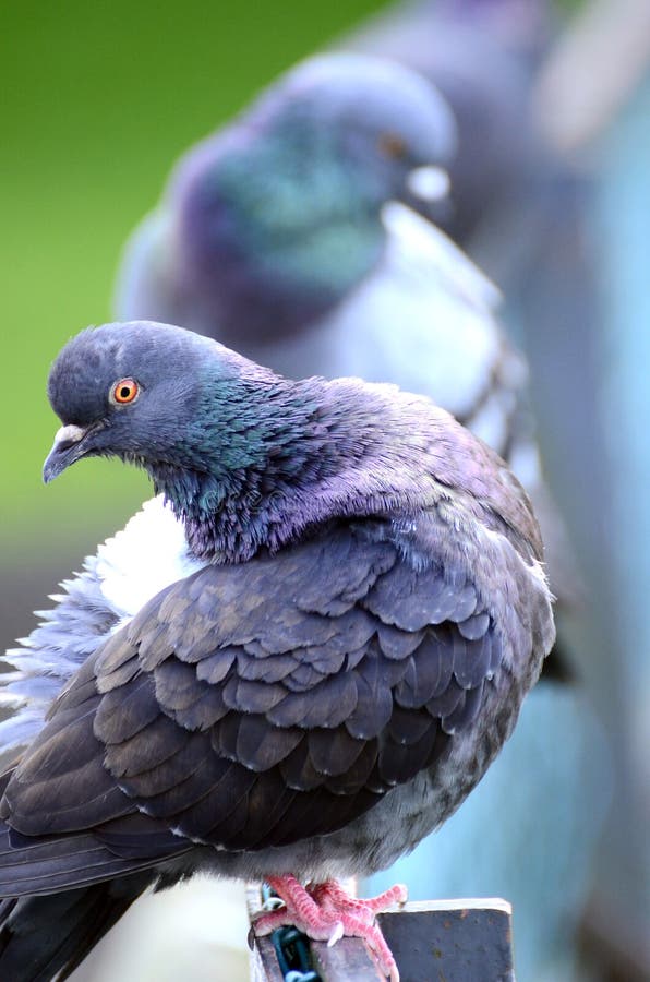 Pigeon stock photo. Image of europe, courtship, claws - 44371060