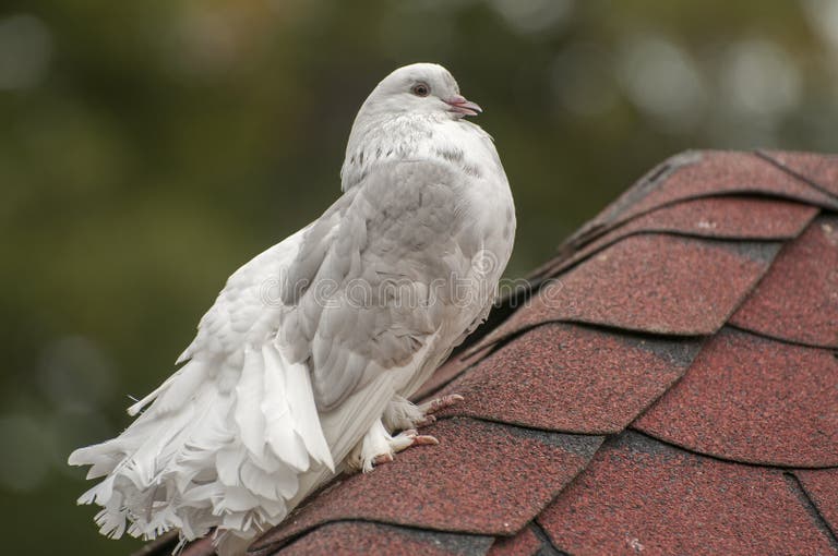 Wonderful Exhibition Pigeon Stock Photos - Free & Royalty-Free Stock ...