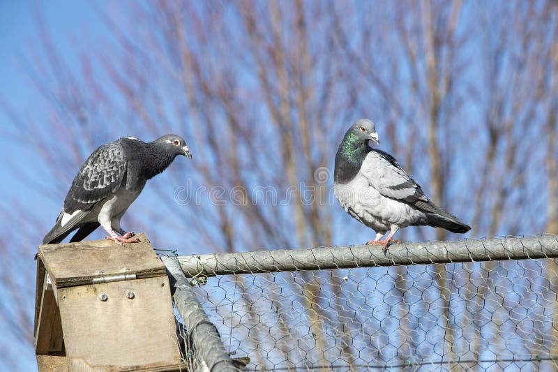 Two Gray Pigeons Perched on a Cage Stock Photo - Image of nature ...