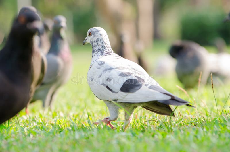 Cows in meadow stock photo. Image of farms, feeding, eating - 14869358