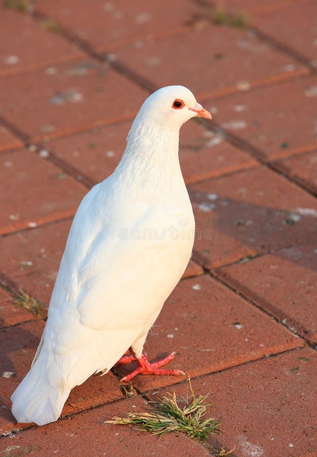 Pigeon stock photo. Image of bird, park, sunshine, pigeon - 6586308