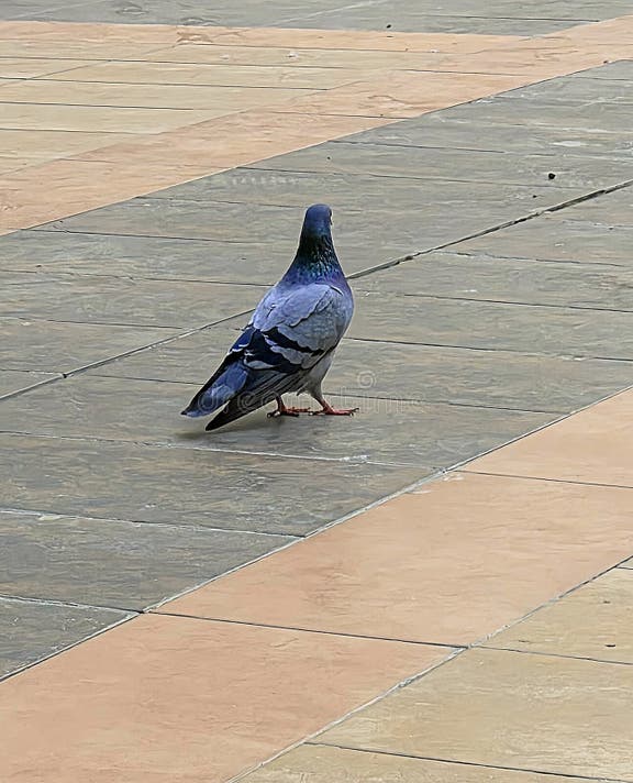 A Pigeon Alone Waiting on Th Floor Stock Photo - Image of floor, alone ...