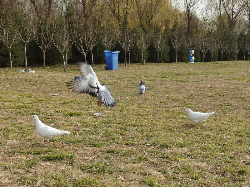 Pigeon stock image. Image of pigeon, grass - 148236975