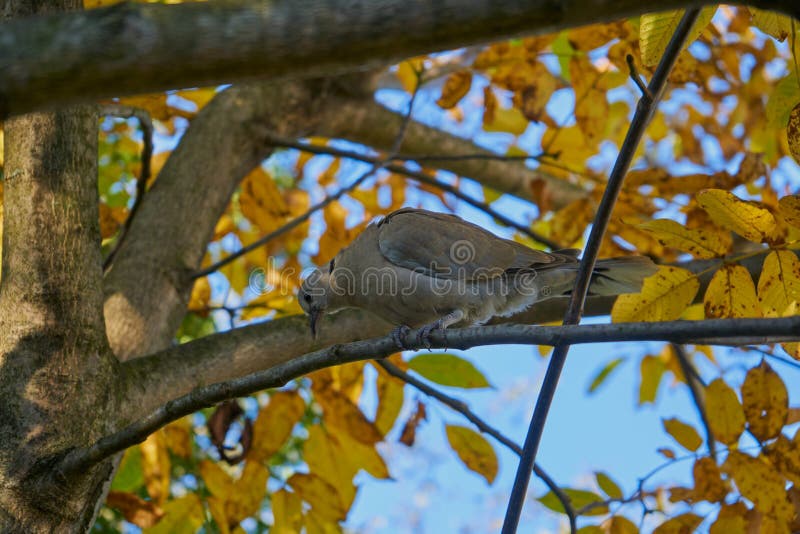 A Pigeon on an Autumn Tree,a Pigeon Sits on a Tree with Yellow Leaves ...