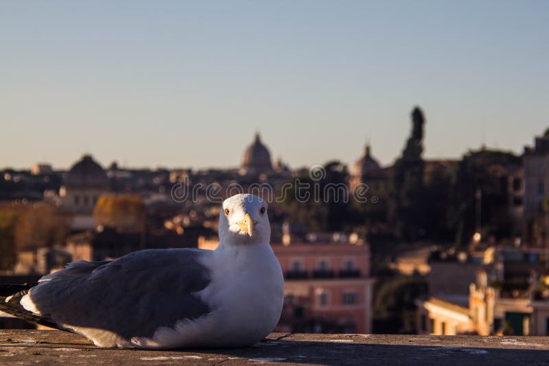 Pigeon at the Aventin stock image. Image of aventin - 134983983