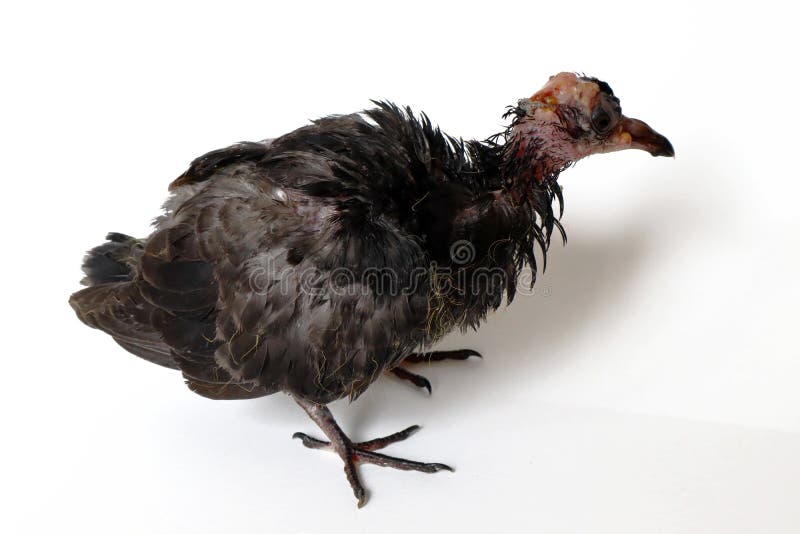 Pigeon with Avian Poxvirus Infection, Pigeon Disease Stock Image ...