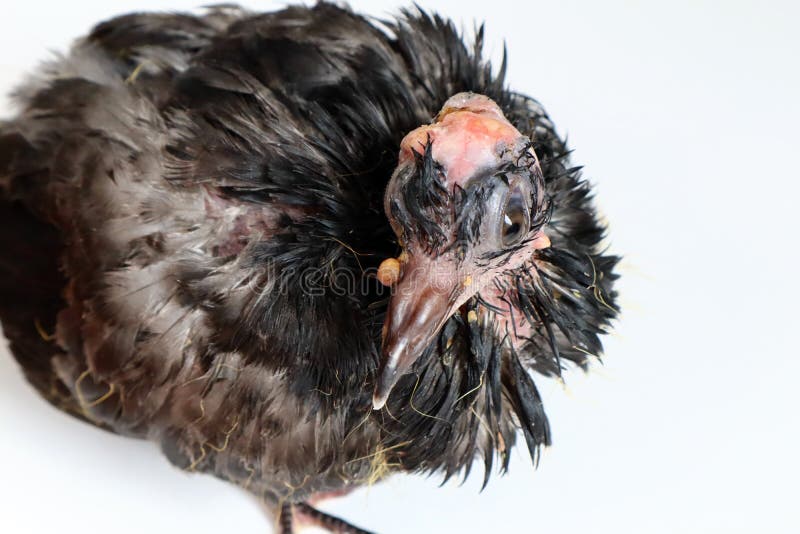 Pigeon with Avian Poxvirus Infection, Pigeon Disease Stock Image ...