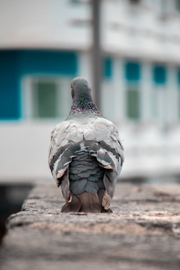 Pigeon in Back on the Railing Stock Image - Image of bird, peace: 190764219