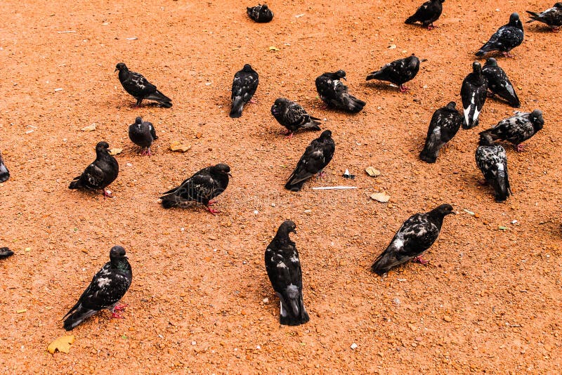 Pigeon Background Female Control Animal Isolated Stock Photo - Image of ...