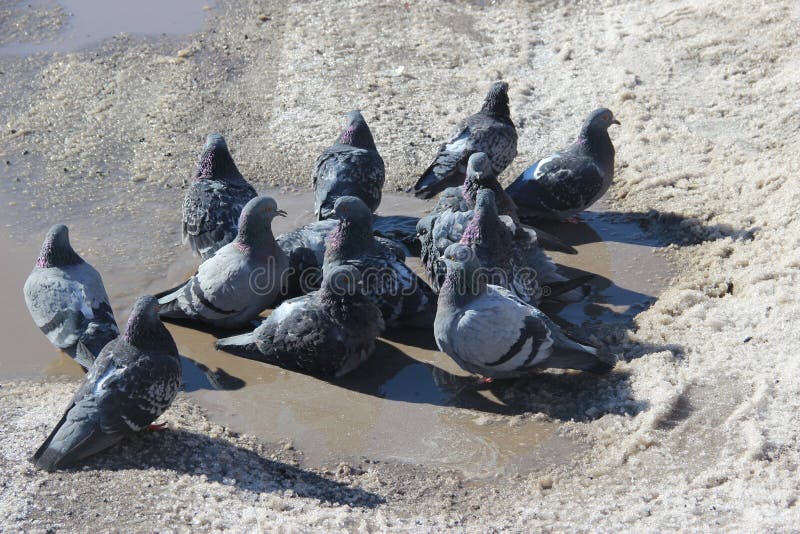 Pigeon bath stock image. Image of pigeon, flock, pigeons - 104067271