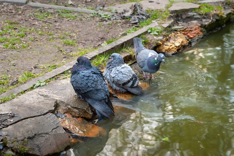 Pigeon Bathing. Pigeons on the Shore of a Pond. Shallow Depth of Field ...