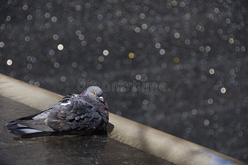 Pigeon Bathing stock image. Image of water, animals, columbidae - 93297697