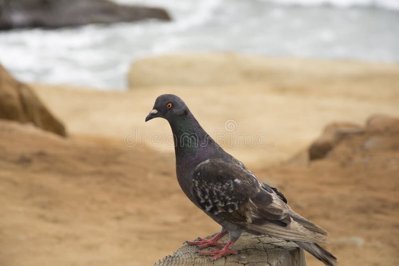 Pigeon at the beach stock photo. Image of surf, horizon - 95324924