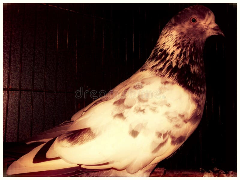 Pigeon stock photo. Image of pigeon, white, violet, black - 114270446