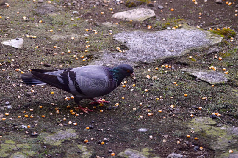 Pigeon with Beautiful Feather Color Pattern Stock Image - Image of duck ...
