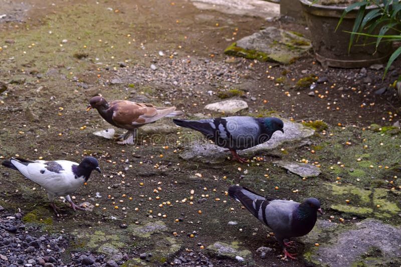 Pigeon with Beautiful Feather Color Pattern Stock Image - Image of ...