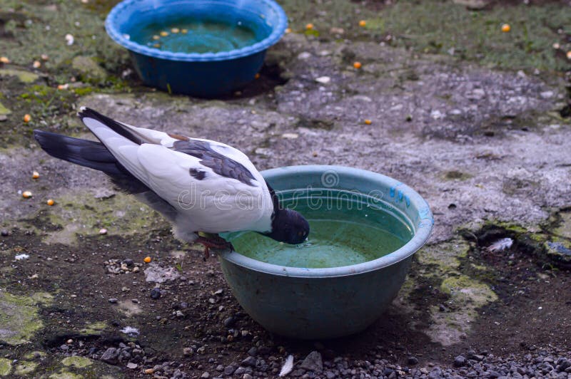 Pigeon with Beautiful Feather Color Pattern Stock Photo - Image of ...