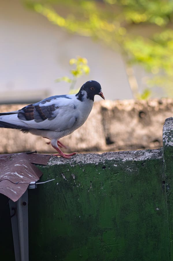 Pigeon with Beautiful Feather Color Pattern Stock Image - Image of ...