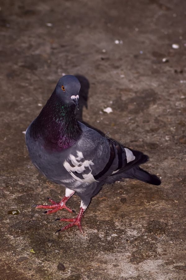 Pigeon with Beautiful Feather Color Pattern Stock Photo - Image of ...