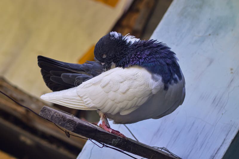 Pigeon with Beautiful Feather Color Pattern Stock Image - Image of ...