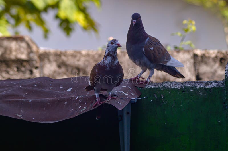 Pigeon with Beautiful Feather Color Pattern Stock Image - Image of ...