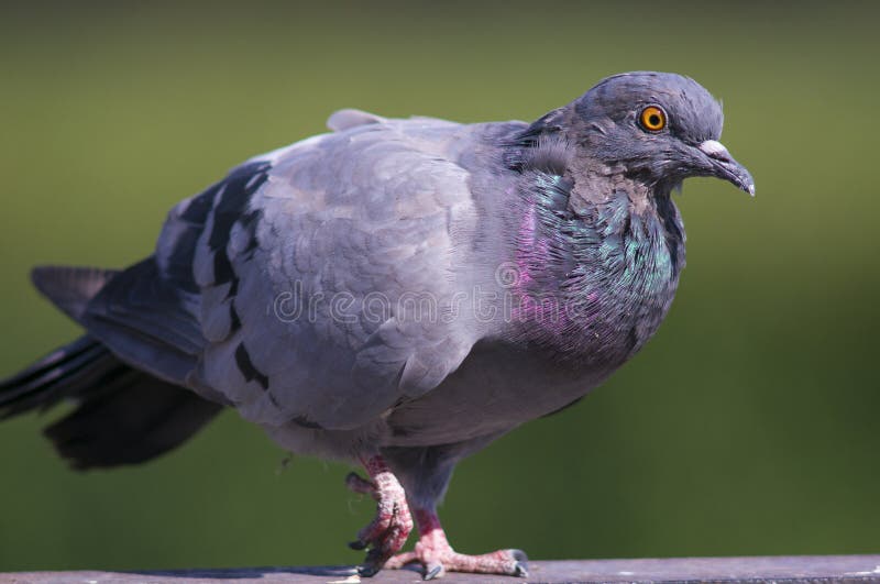 Pigeon with Beautiful Hackle Feathers Stock Photo - Image of ...