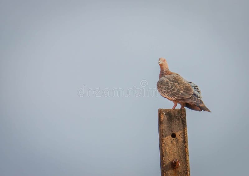 Pigeon stock photo. Image of couple, birds, claws, animals - 174789714