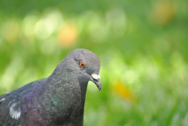 Pigeon Bird Colors Violet Colored Feathers Stock Image - Image of ...