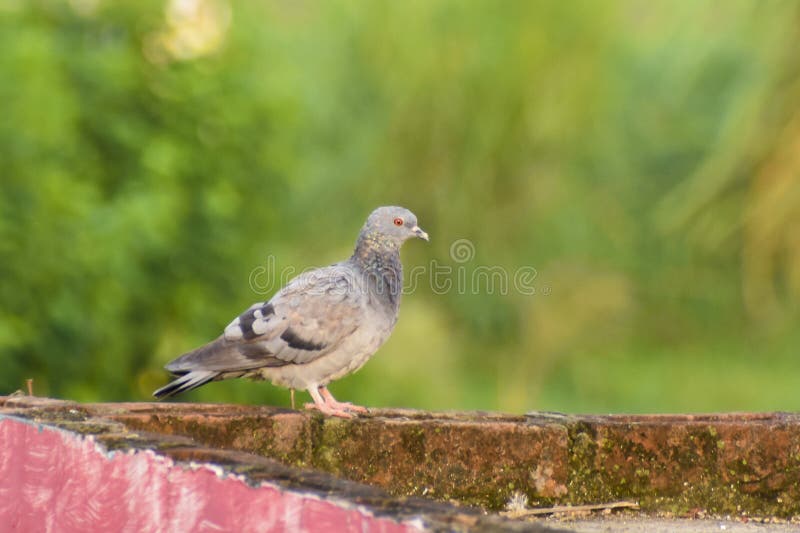 Pigeon Bird Enjoying Evening Sun Light Stock Image - Image of enjoying ...