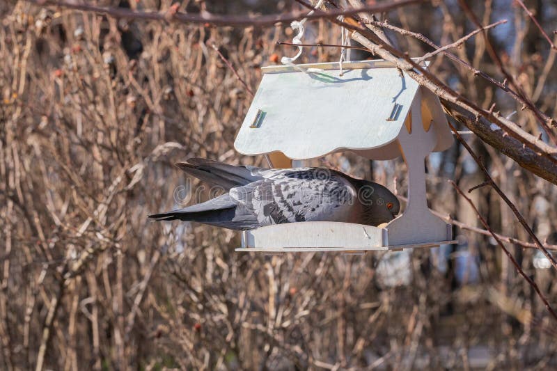 Pigeon in a Bird Feeder in the Park Stock Photo - Image of feeder ...