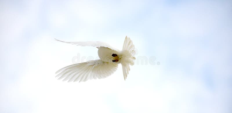 Pigeon Bird Flying.animal Theme Stock Photo - Image of white, nature ...