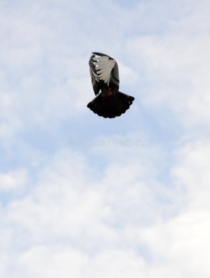 Pigeon Bird Flying.animal Theme Stock Image - Image of little, white ...