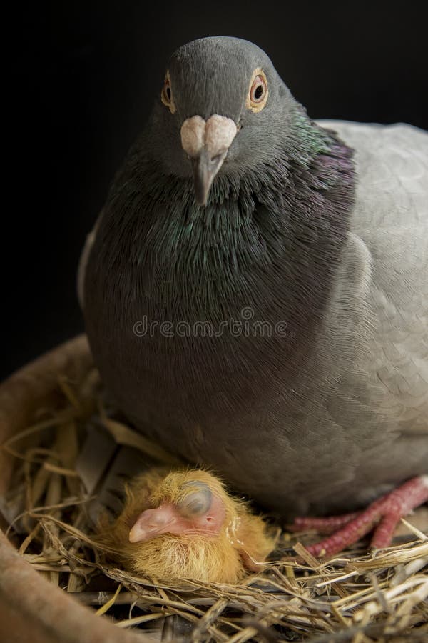 Pigeon Bird Hatching in Home Loft Stock Image - Image of pigeon ...