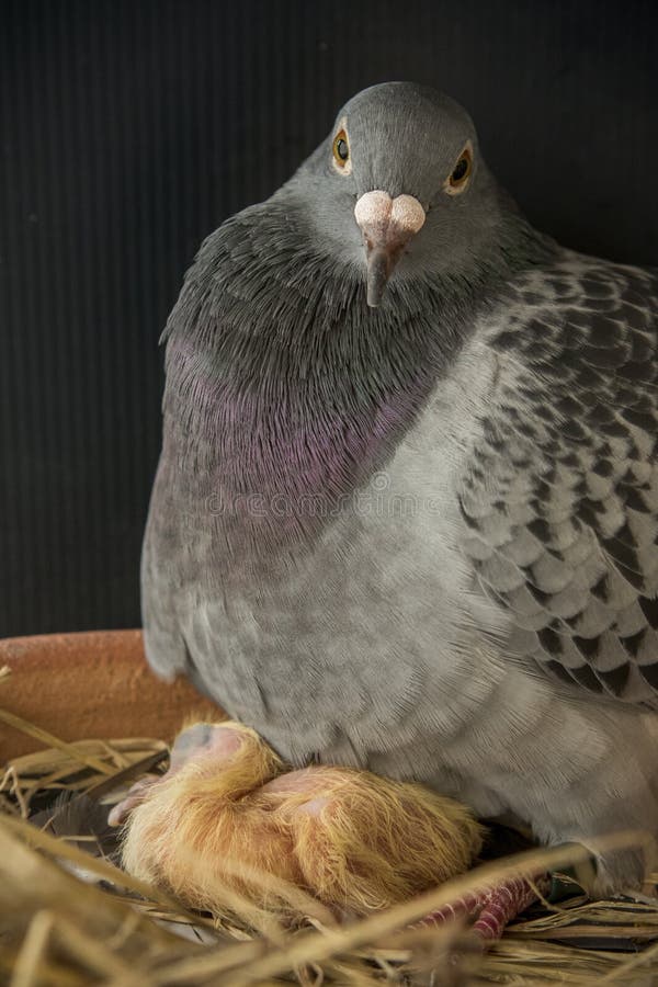 Pigeon Bird Hatching New Born in Home Loft Stock Photo - Image of born ...