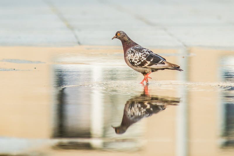 Pigeon Bird and Its Reflection. Mirror Looking Water Stock Image ...