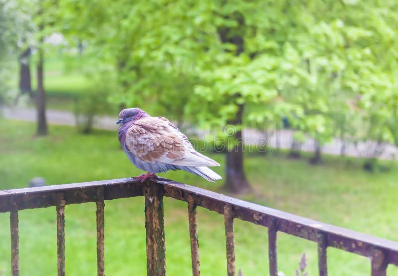 Pigeon Bird on the Old Balcony Railing Stock Photo - Image of birds ...