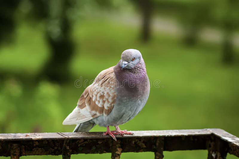 Pigeon Bird on the Old Balcony Railing Stock Image - Image of wing ...